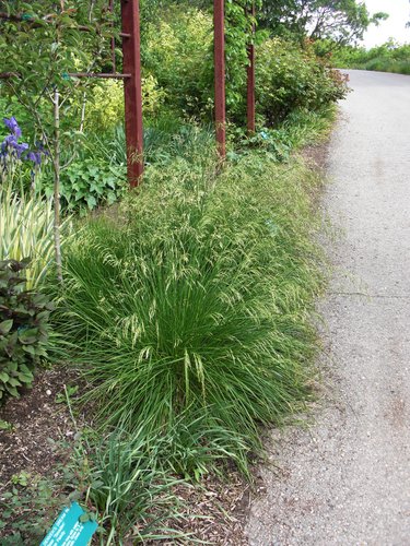 Deschampsia cespitosa 'Goldtau' | Deschampsia cespitosa Golden Dew ...