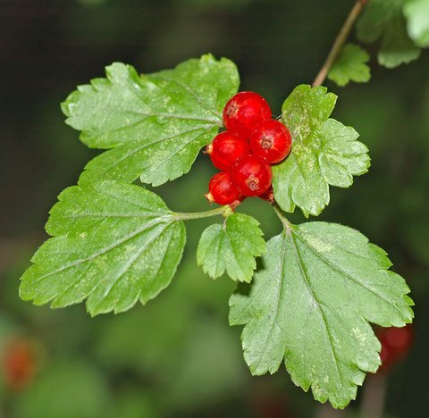Alpine Currant | plant lust