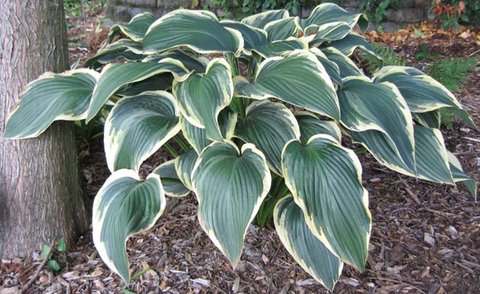 Hosta 'Yellow River' | | plant lust