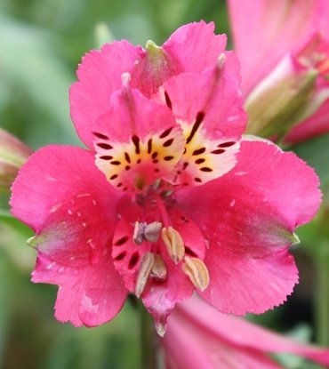 Alstroemeria Inca Glow | Alstroemeria 'Inca Glow' | Inca Glow Peruvian ...