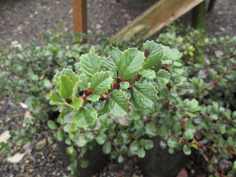 Ceanothus gloriosus | Holly Ceanothus | Point Reyes Ceanothus | plant lust