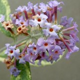 Buddleja 'Burncross' PP22680 | Burncross Butterfly Bush | plant lust
