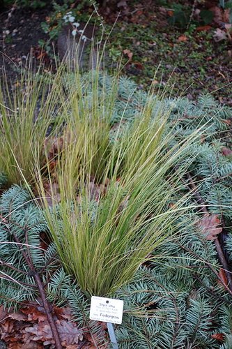 Stipa ichu | Peruvian Feather Grass | plant lust