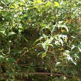 Jasminum azoricum | Azores Jasmine | plant lust