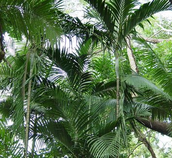 Ptychosperma from multiple nurseries on Plant Lust