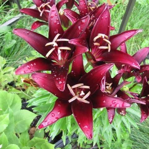Lilium 'Landini' | Landini Asiatic Lily | plant lust