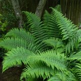Dryopteris x complexa 'Robust' | Dryopteris complexa | Dryopteris ...