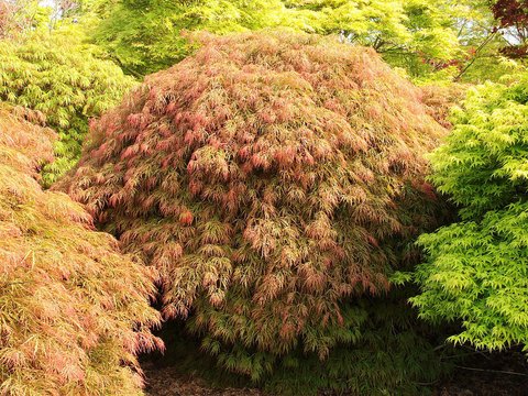Acer palmatum 'Otto's Dissectum' | Acer palmatum dissectum 'Otto's ...