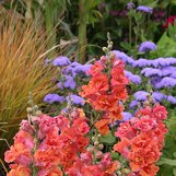 Antirrhinum majus 'Double Azalea Apricot' | Antirrhinum 'Double Azalea ...