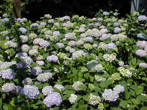 Hydrangea macrophylla 'Dooley' | | plant lust