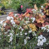 Achillea ptarmica 'Angel's Breath' | Achillea 'Angel's Breath' | Angel ...