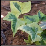 Hedera helix 'Goldchild' | Hedera helix 'Gold Child' | Hedera helix ...