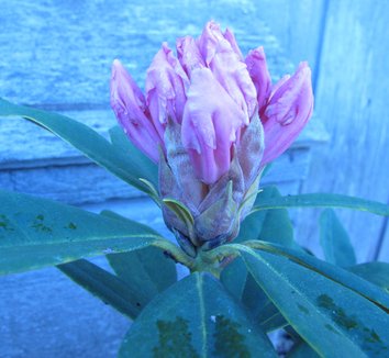 Rhododendron from multiple nurseries on Plant Lust
