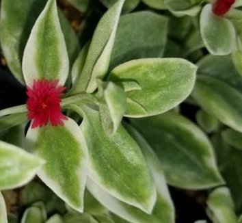 Dorotheanthus from multiple nurseries on Plant Lust