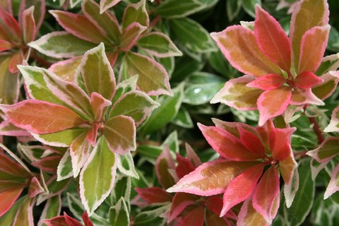 Pieris japonica 'Compacta' | Compacta Dwarf Andromeda | plant lust