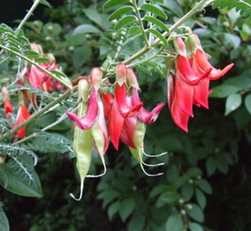 Sutherlandia from multiple nurseries on Plant Lust