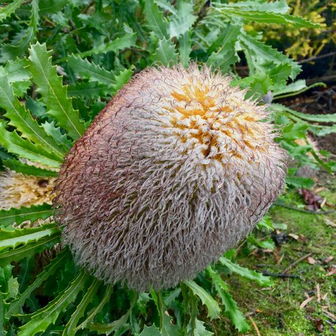 Banksia baueri | Possum Banksia | Woolly Banksia | plant lust