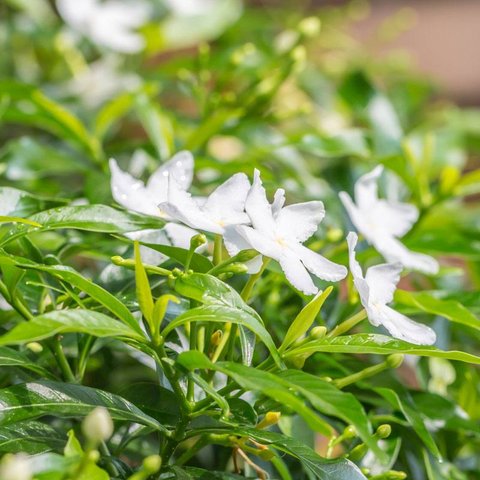 Jasminum sambac | Arabian Jasmine | Hawaiian Peacock Jasmine | Pikake ...