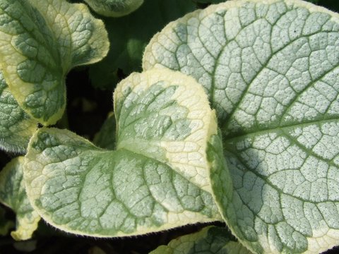 Brunnera macrophylla 'King's Ransom' | Brunnera 'King's Ransom' | King ...