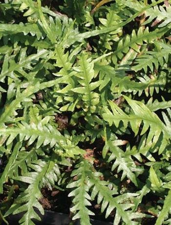 Asplenium x ebenoides | Asplenium ebenoides | Scott's Spleenwort ...