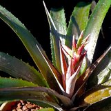 Cryptbergia 'Red Burst' | Billbergia x 'Rubra' | Cryptbergia x ...