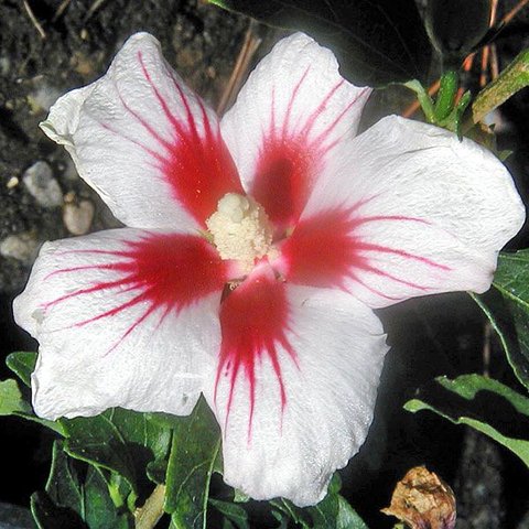 Hibiscus syriacus 'Antong Two' PP19547 | Hibiscus syriacus 'Lil Kim ...