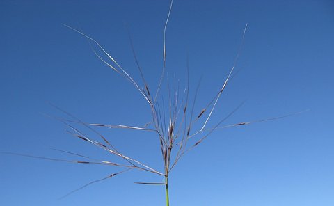 Austrostipa elegantissima | Stipa elegantissima | Australian ...