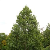 Platanus x acerifolia Exclamation!™ | Platanus acerifolia 'Exclamation ...