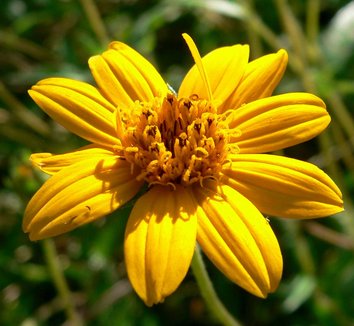 Wedelia from multiple nurseries on Plant Lust