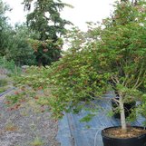 Acer palmatum 'Tiger Rose' | Tiger Rose Japanese Maple | plant lust