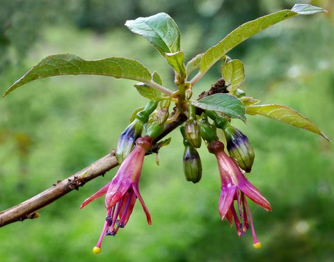 Fuchsia excorticata | New Zealand Tree Fuchsia | plant lust