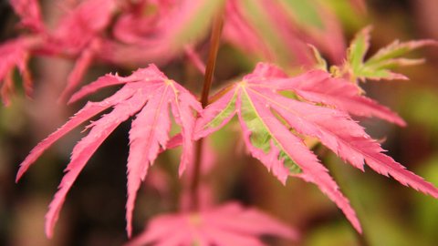 Acer palmatum 'Taylor' PP15943 | Taylor Japanese Maple | plant lust