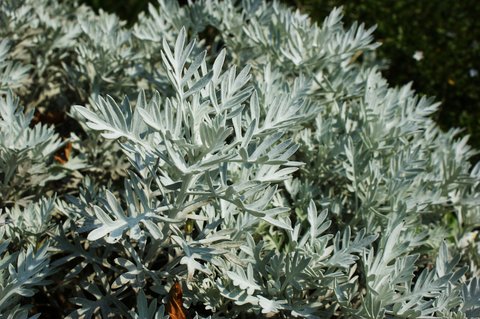 Senecio viravira | Dusty Miller | plant lust