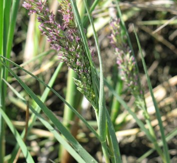 Distichlis from multiple nurseries on Plant Lust