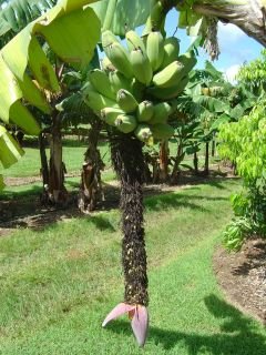 Musa balbisiana 'Cardaba' | Musa 'Cardaba' | Banana | plant lust