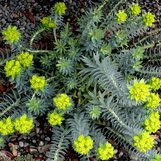 Euphorbia rigida | Gopher Plant | Rigid Spurge | plant lust