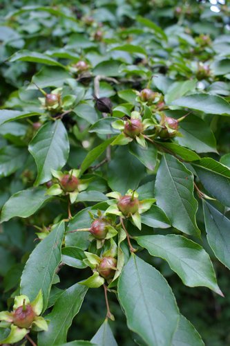Stewartia rostrata | | plant lust