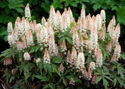 Tiarella 'Pink Skyrocket' PP13382 | Pink Skyrocket Foam flower | plant lust