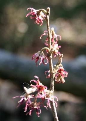 Hamamelis vernalis 'Purpurea' | Witch Hazel | plant lust