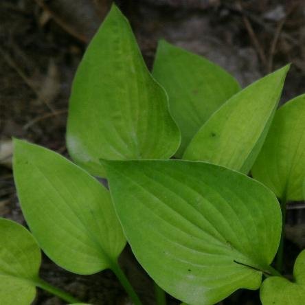 Hosta 'Gold Edger' | | plant lust