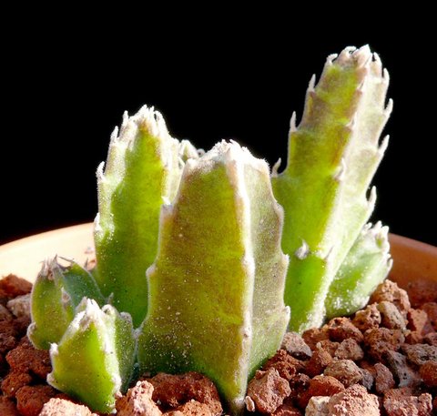 Stapelia gettliffei | Stapelia gettleffii | Stapelia gettlefii | plant lust