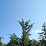 Cedrus deodara 'Shalimar' | Shalimar Hardy Himalyan Cedar | plant lust