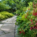 Fuchsia magellanica 'Aurea' | Fuchsia magellanica var. 'Gracilis Aurea ...