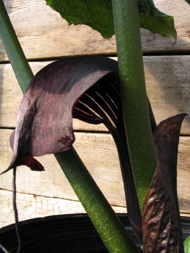 Arisaema utile | Cobra Lily | Jack in the Pulpit | Showy Cobra Lily ...