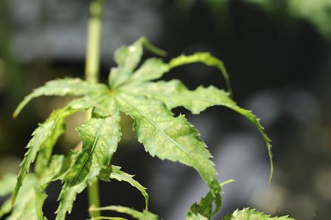 Acer palmatum 'First Ghost' | First Ghost Japanese Maple | plant lust