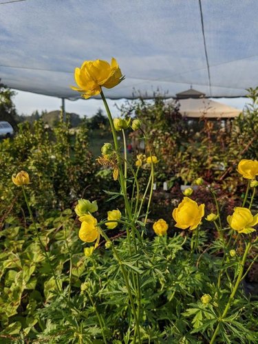 Trollius x cultorum 'Lemon Queen' | Trollius chinensis 'Lemon Queen ...