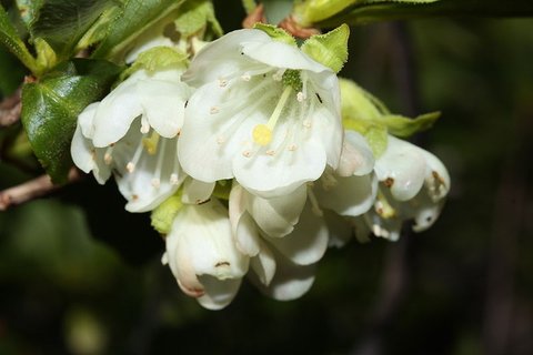 Cascade Azalea | White Rhododendron | plant lust