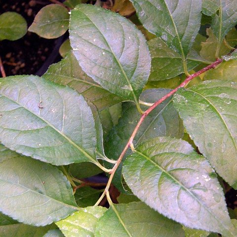 Celastrus orbiculatus 'Hercules' | Oriental Bittersweet | plant lust