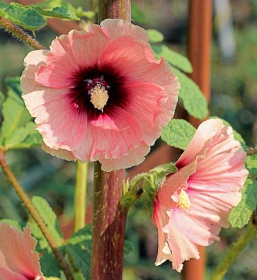 Alcea rosea 'Halo Apricot' (Halo Series) | Alcea rosea 'Halo Apricot ...