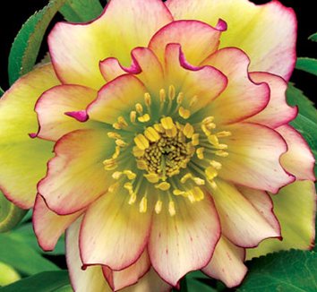 Helleborus from multiple nurseries on Plant Lust